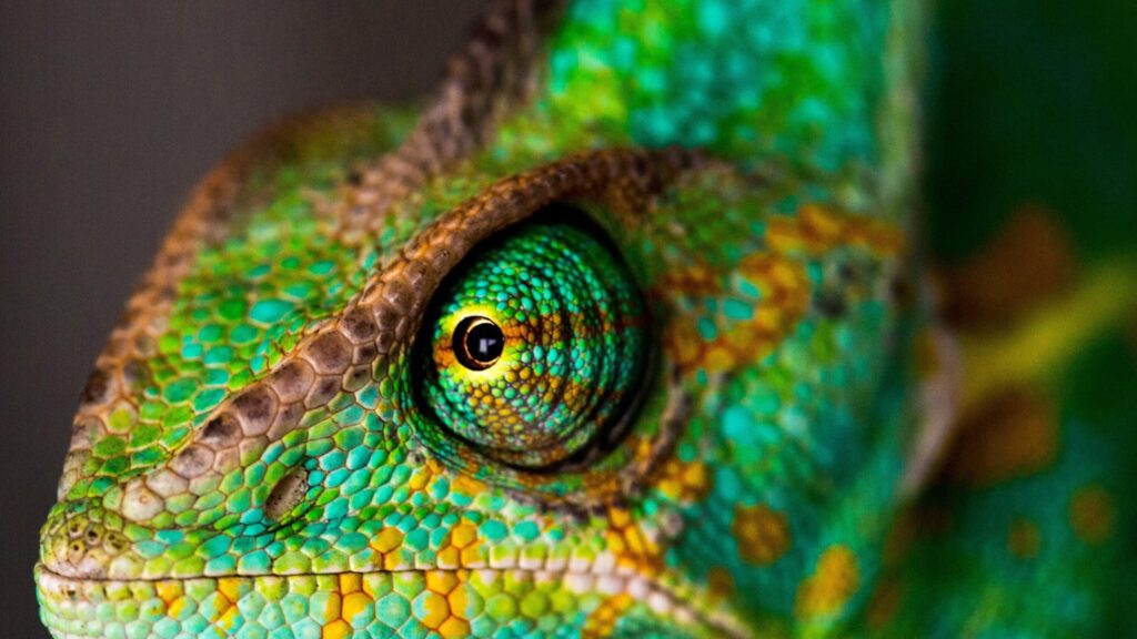 Fascinating Facts About Eyes Around the Animal Kingdom — ilumin