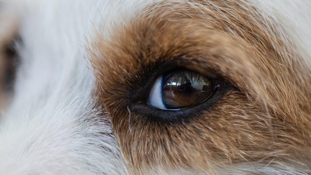 Fascinating Facts About Eyes Around the Animal Kingdom — ilumin