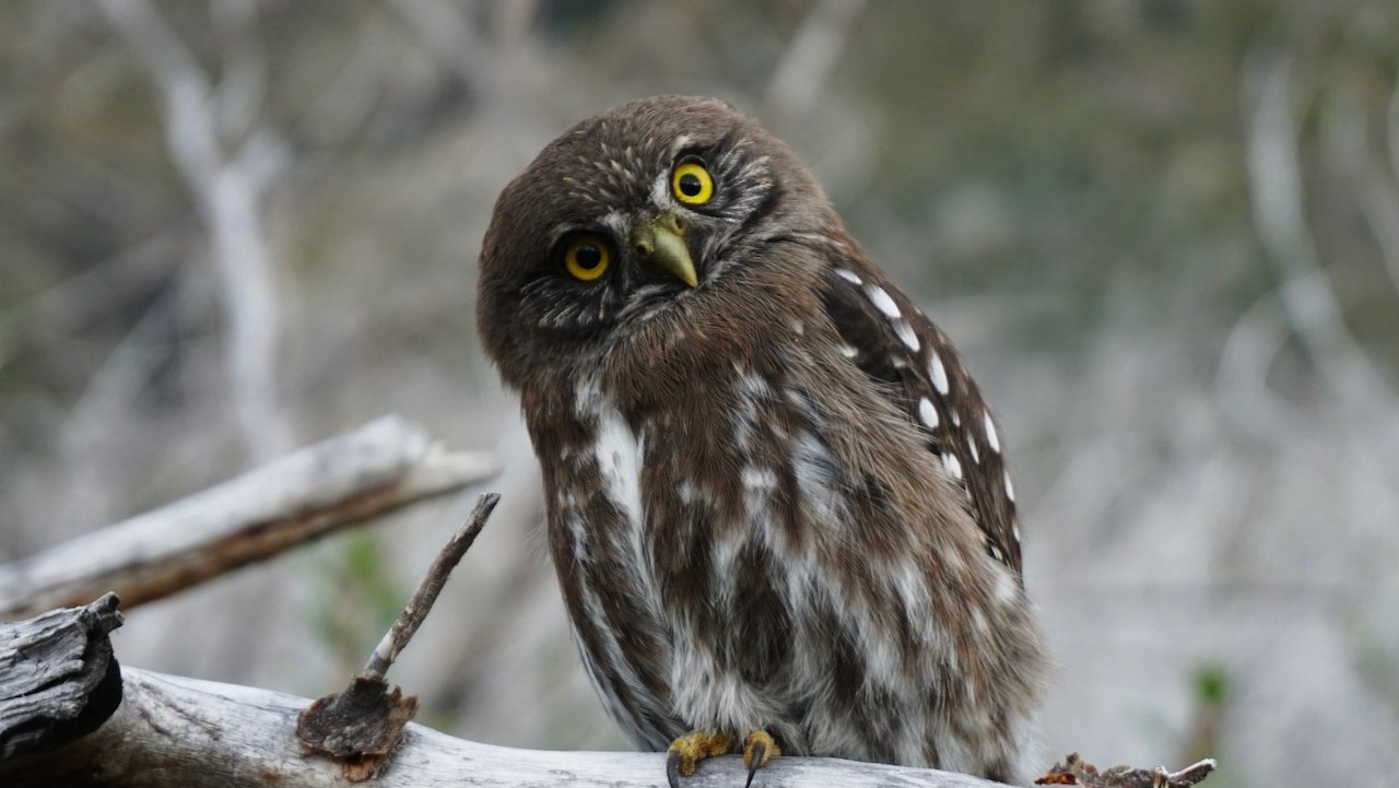 Critter’s Eye View: How Animal Vision Compares to Ours — ilumin